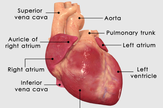 How Does The Heart Work Healthy Heart How Does The Heart Work Healthy Heart