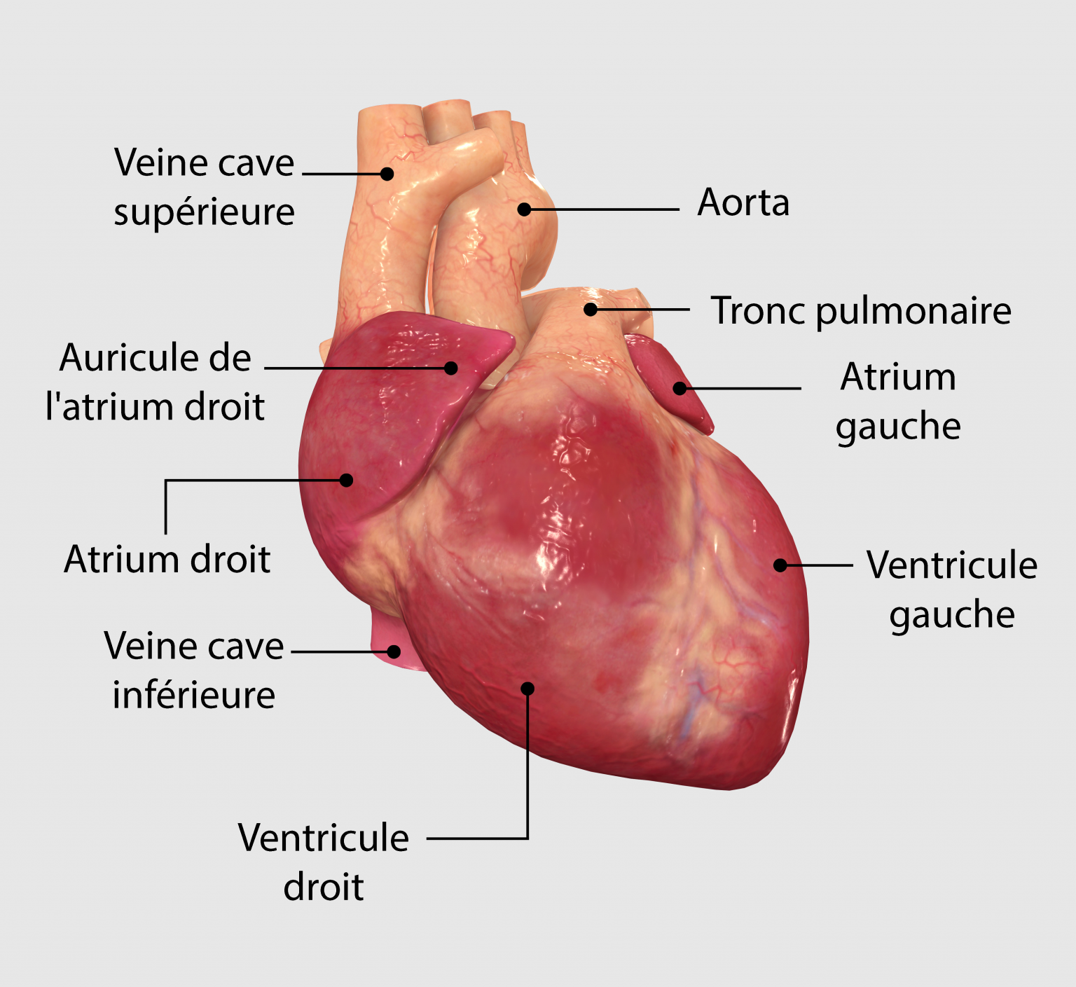 Comment fonctionne le cœur - Healthy-Heart.org
